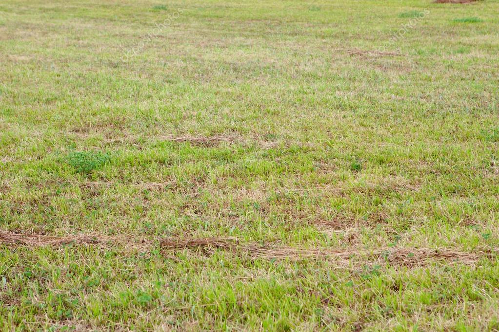 Meadow full of green grass — Stock Photo © Gelpi #51966677