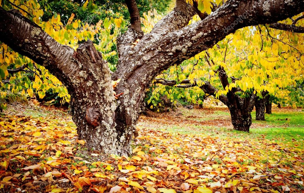 Huge trunk of a cherry tree — Stock Photo © Gelpi #90465290