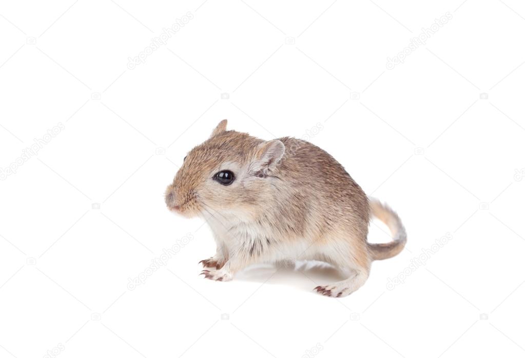 Profile of a funny gergil ⬇ Stock Photo, Image by © Gelpi #90465536