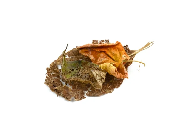 Maca roots Stock Photo by ©fotoves2 30035733