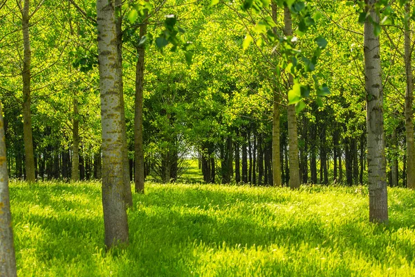 Poplar trees and white pollen in a forest in spring Stock Photo by ...