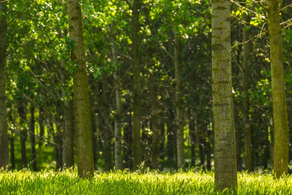 Poplar trees and white pollen in a forest in spring Stock Photo by ...