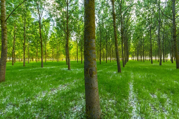 Poplar trees and white pollen in a forest in spring Stock Photo by ...