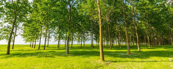 Poplar trees and white pollen in a forest in spring Stock Photo by ...