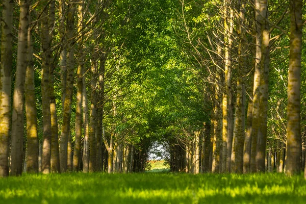 Poplar trees and white pollen in a forest in spring Stock Photo by ...