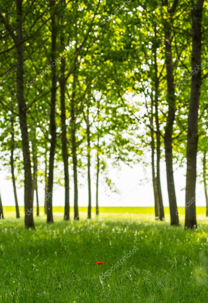 Poplar trees and white pollen in a forest in spring — Stock Photo ...