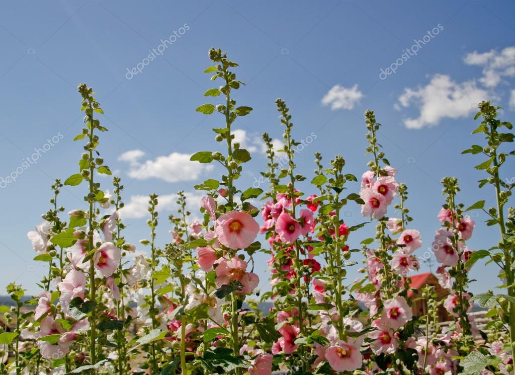 Hollyhocks Flowers Blue