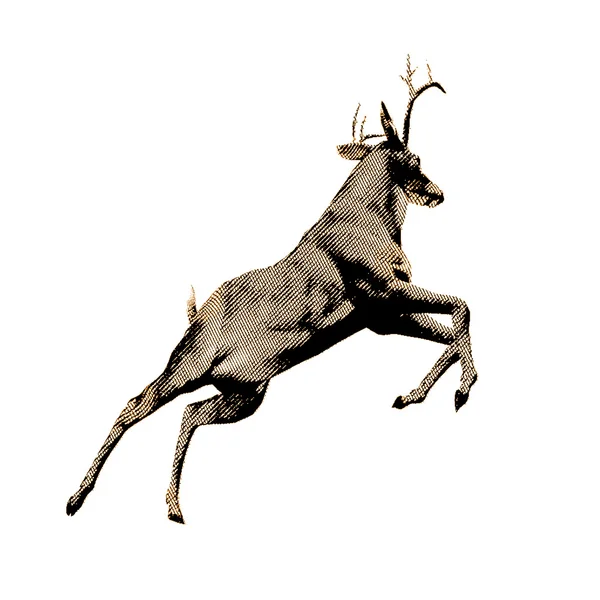 782 Prancing Stock Photos, Prancing Images | Depositphotos®