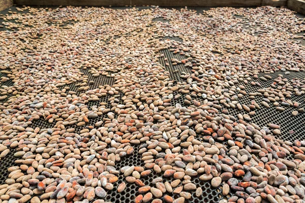 Cacao beans drying Stock Photos, Royalty Free Cacao beans drying Images ...