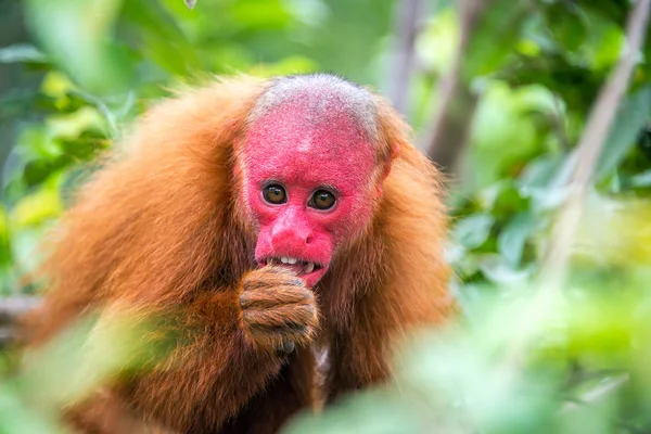 Uakari fotos de stock, imágenes de Uakari sin royalties | Depositphotos