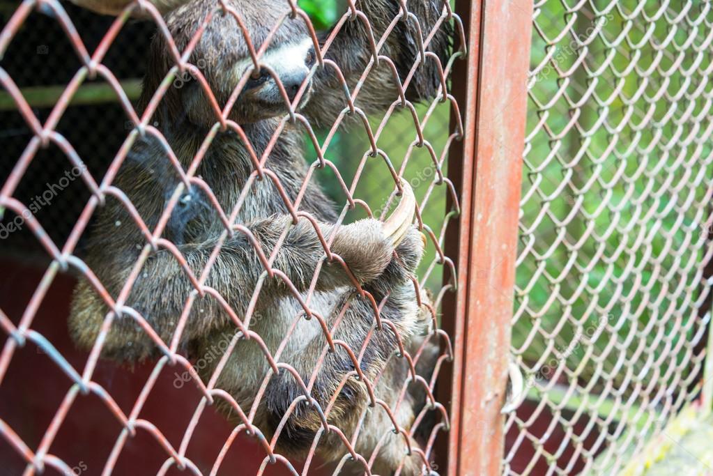 Three Toed Sloth in a Cage — Stock Photo © jkraft5 #92082674