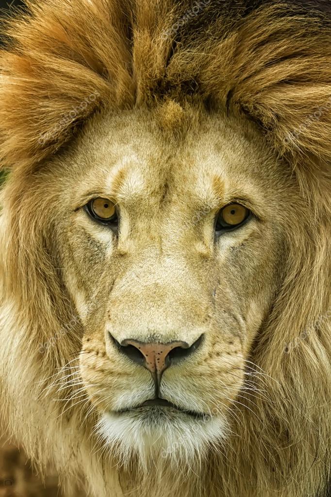 Lion head Stock Photo by ©frank11 55880497
