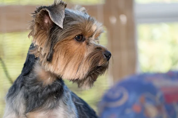 Small dog side view Images - Search Images on Everypixel