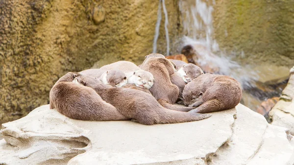 Lazy group of Asian small-clawed otter - Stock Image - Everypixel