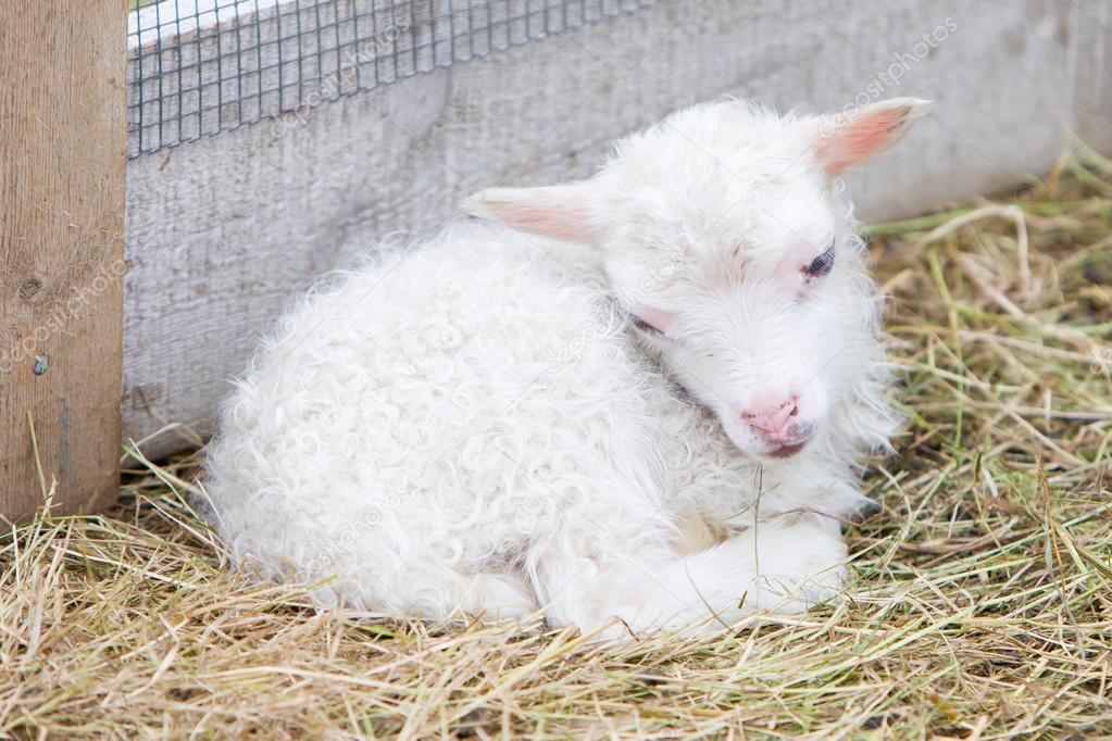 Newborn Sheep
