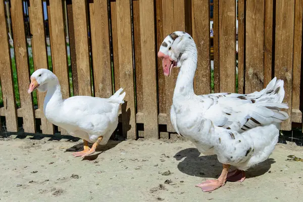 Poultry plant. — Stock Photo © karammiri #2323493