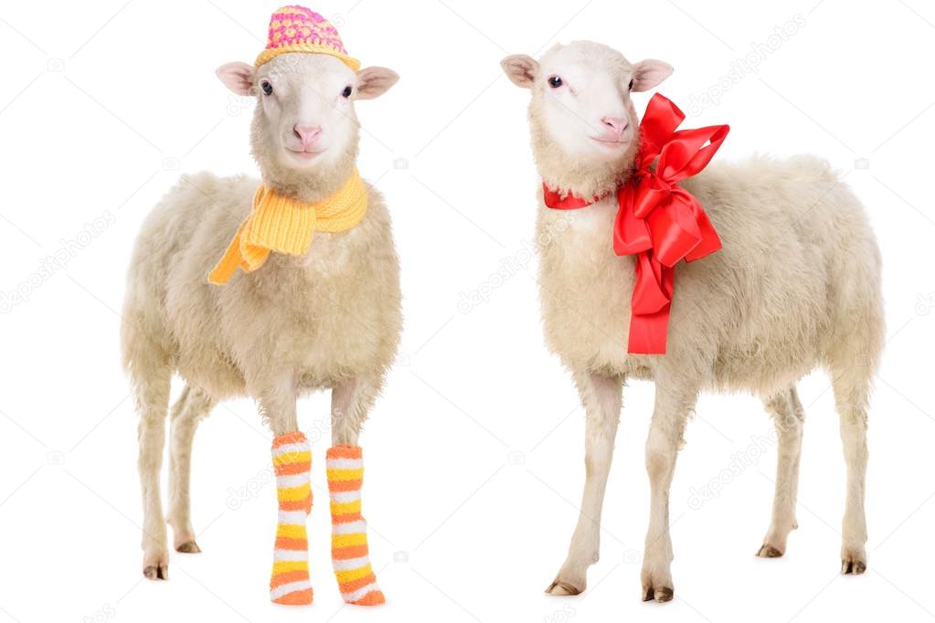 Two Sheep in Christmas clothes Stock Photo by ©Inna_Astakhova 60620283