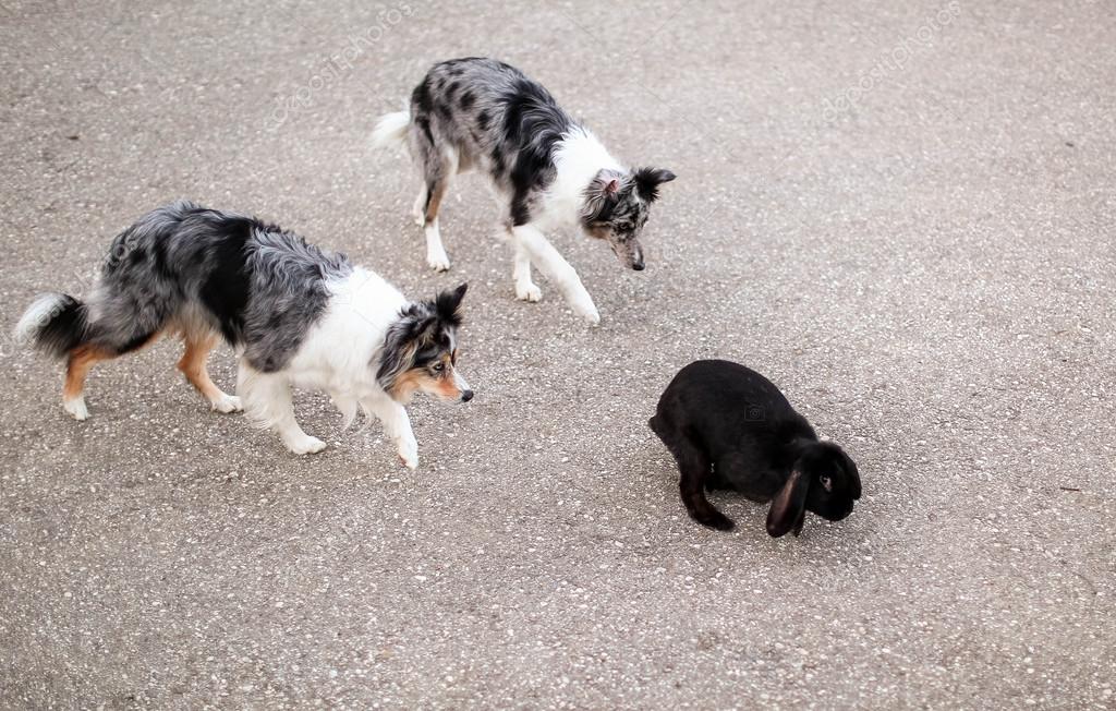 Are Border Collies Good With Rabbits