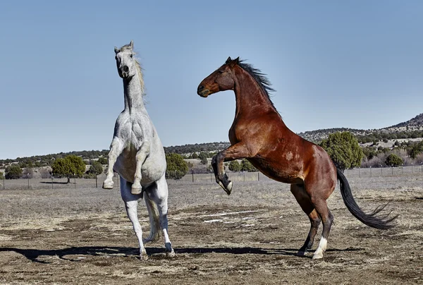 Images Of Horses Rearing