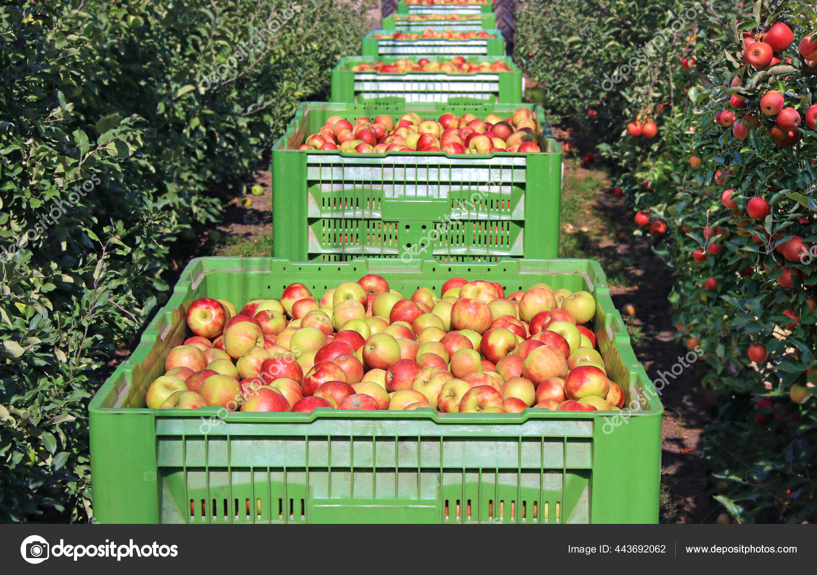 Apples Boxes Harvest Transport Rows Orchard Cold Storage Stock Photo by ...