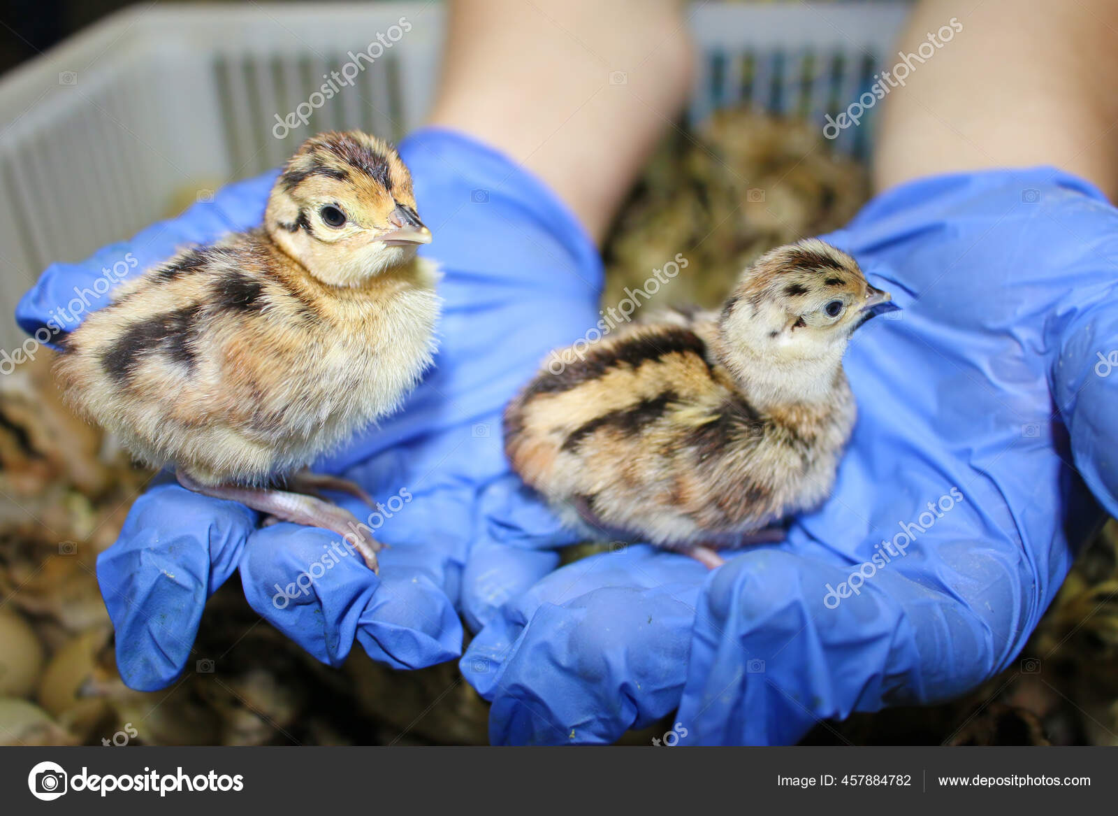 Pheasant Chicks
