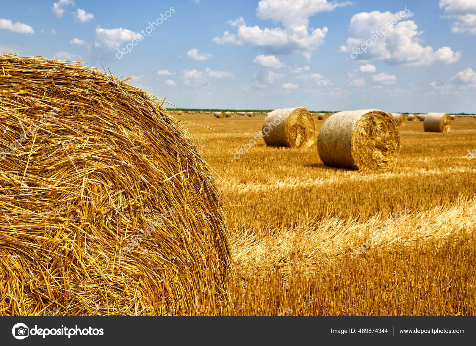 Crop Wheat Rolls Straw Field Wheat Harvested Agriculture Farm Landscape ...