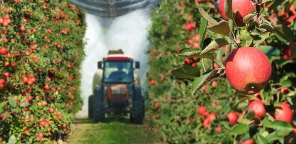 Spraying apple orchard to protect against disease and insects. Apple ...