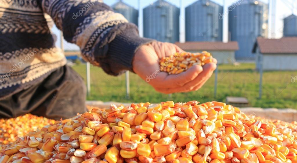 Freshly harvested corn grains — Stock Photo © branex #57817685