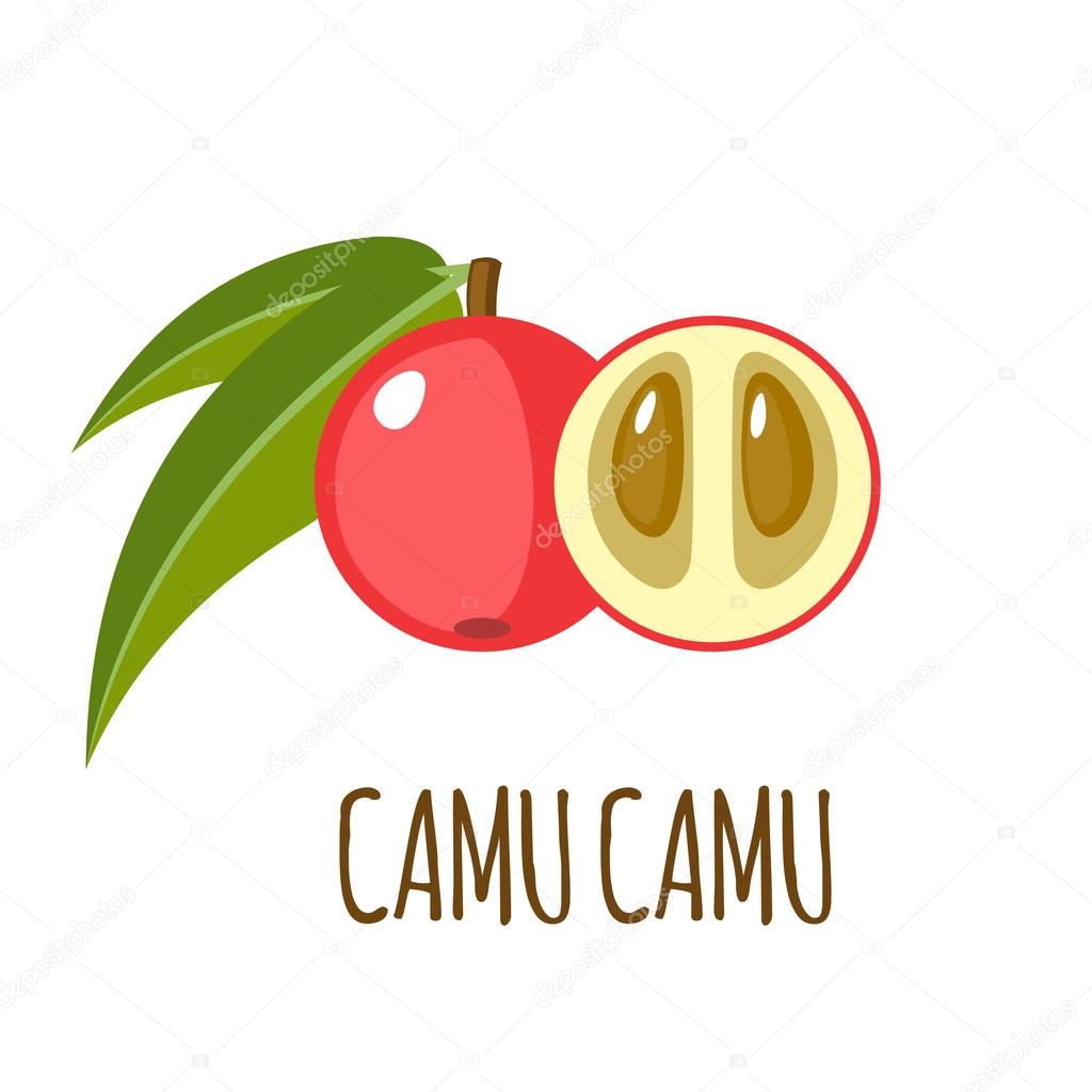Camu camu icon in flat style on white background — Stock Vector ...