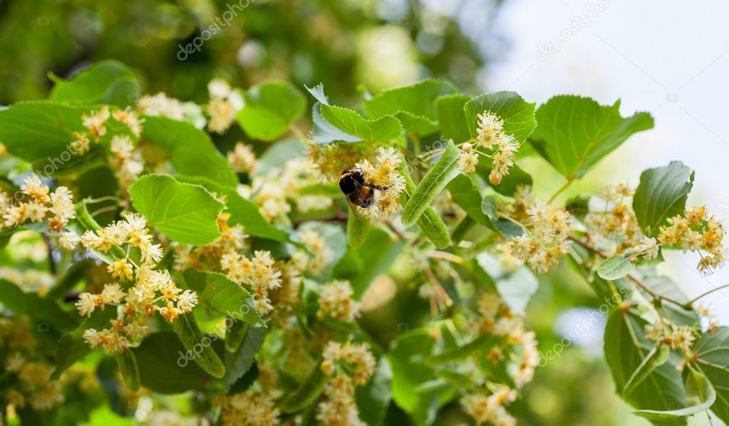 Lime Tree Blossoms