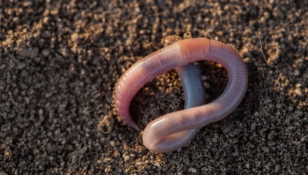 1,104 Earthworm soil Stock Photos, Images | Download Earthworm soil ...