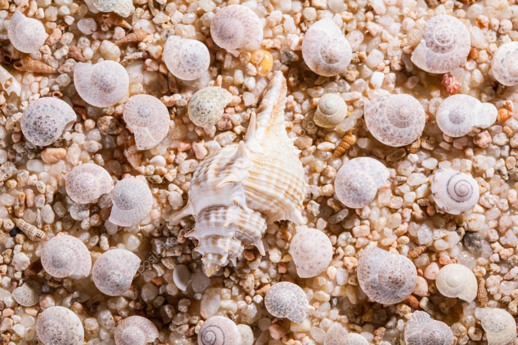 Beautiful Seashells background Stock Photo by ©zestmarina 116029698