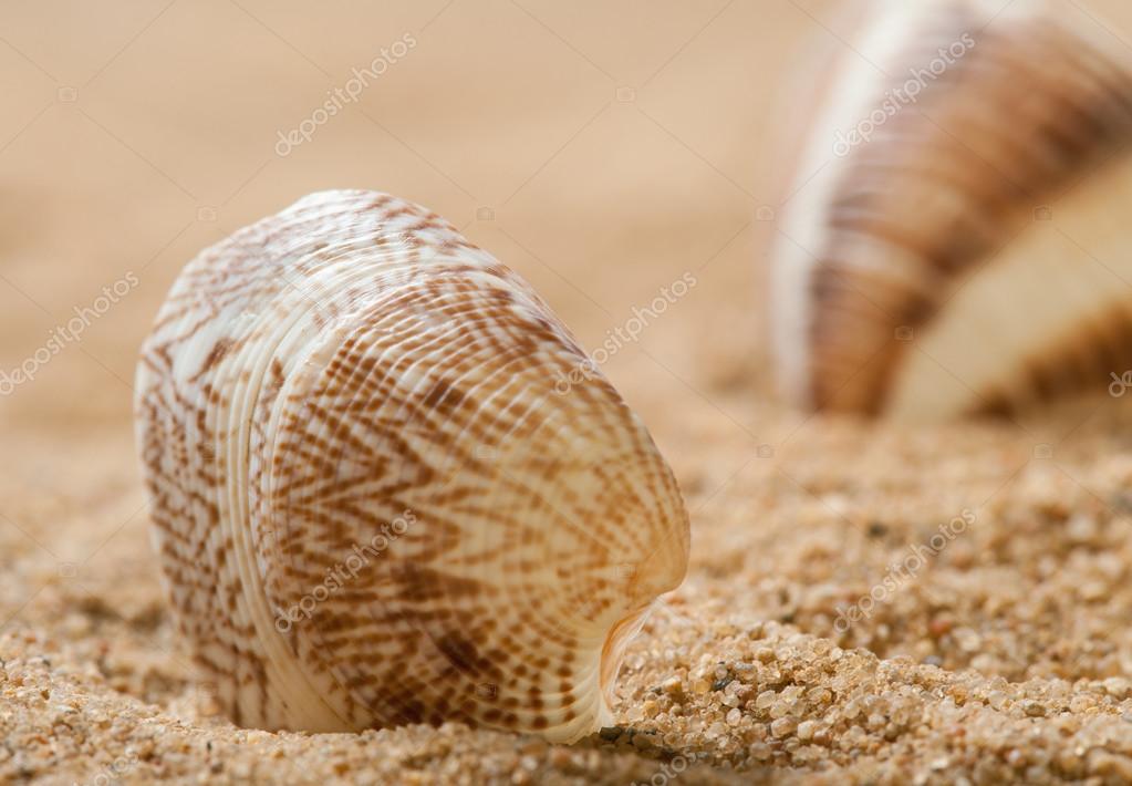 Beautiful seashells on sand Stock Photo by ©zestmarina 93116018