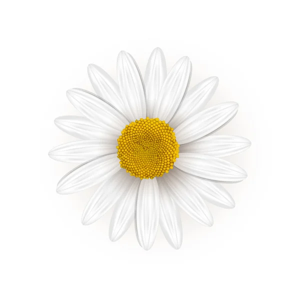 Realistic Daisy flower Stock Vector Image by ©archiwiz #95405122