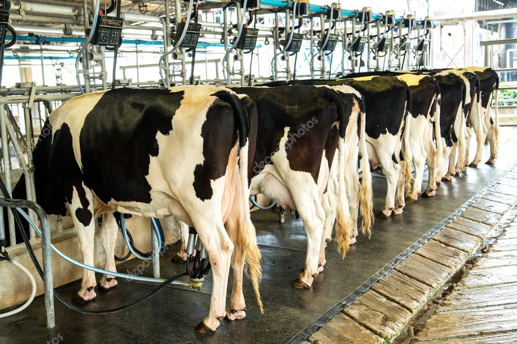 Dairy Cows Being Milked