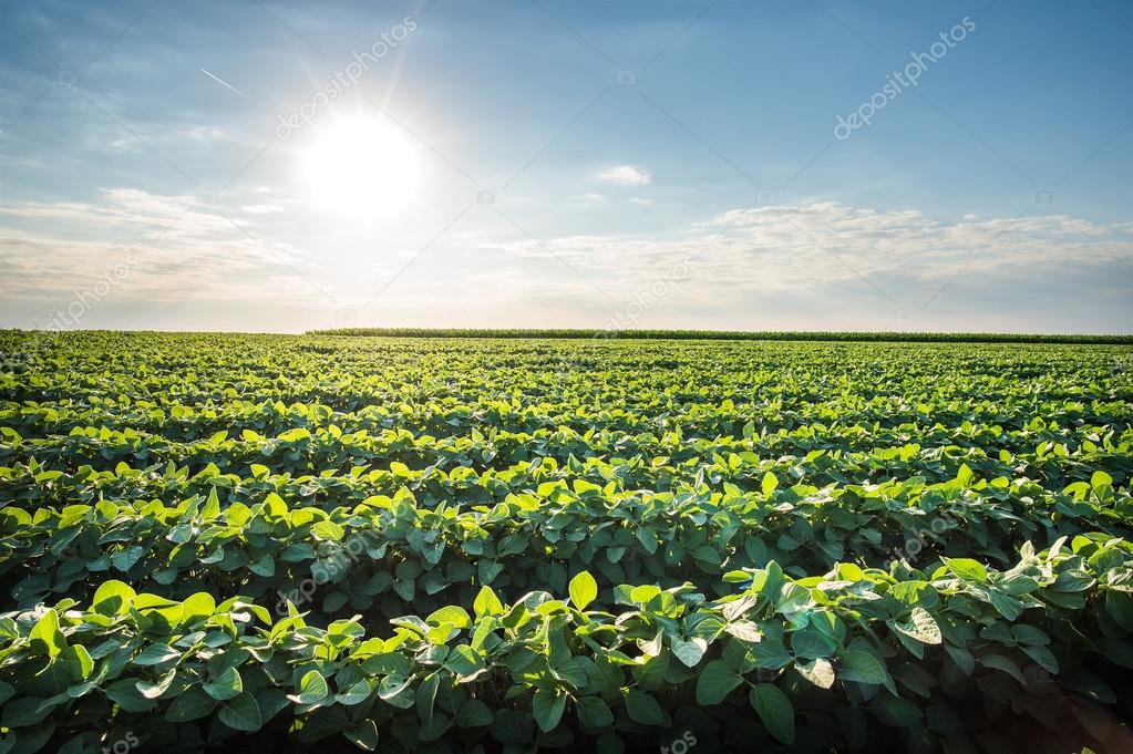 Soybean Field — Stock Photo © fotokostic #75827545