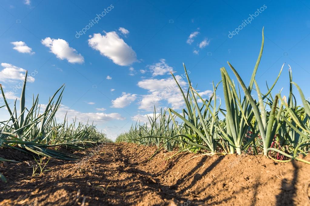 Onion field Stock Photo by ©fotokostic 82581490