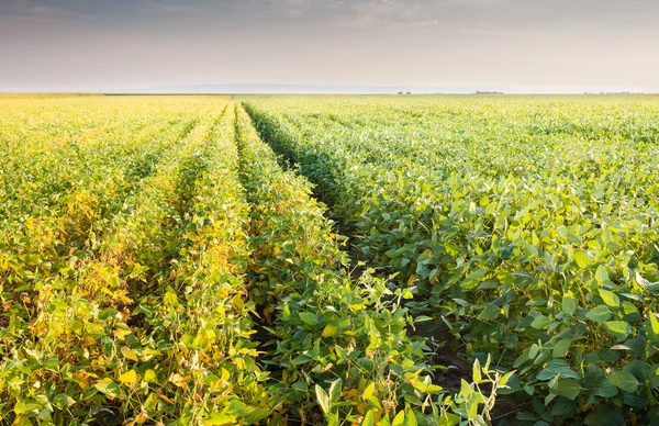 Soybean Field — Stock Photo © fotokostic #75827545