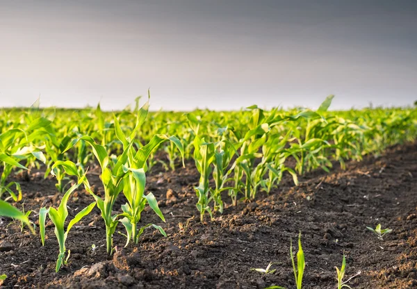 Corn fields sprouts in rows in California agriculture — Stock Photo ...