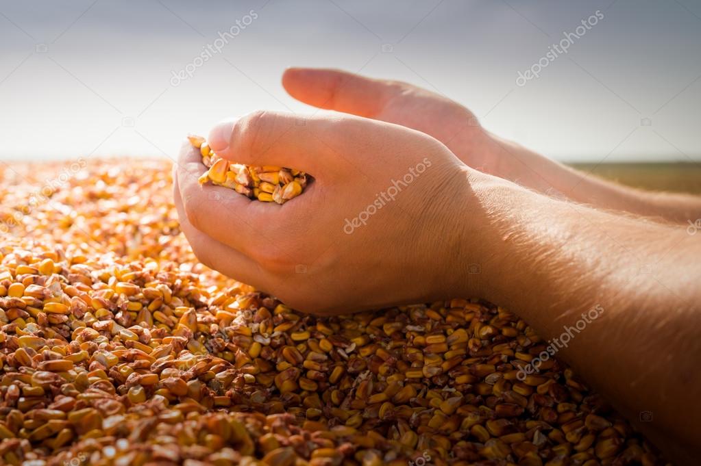 Hands with grain corn — Stock Photo © fotokostic #97229102