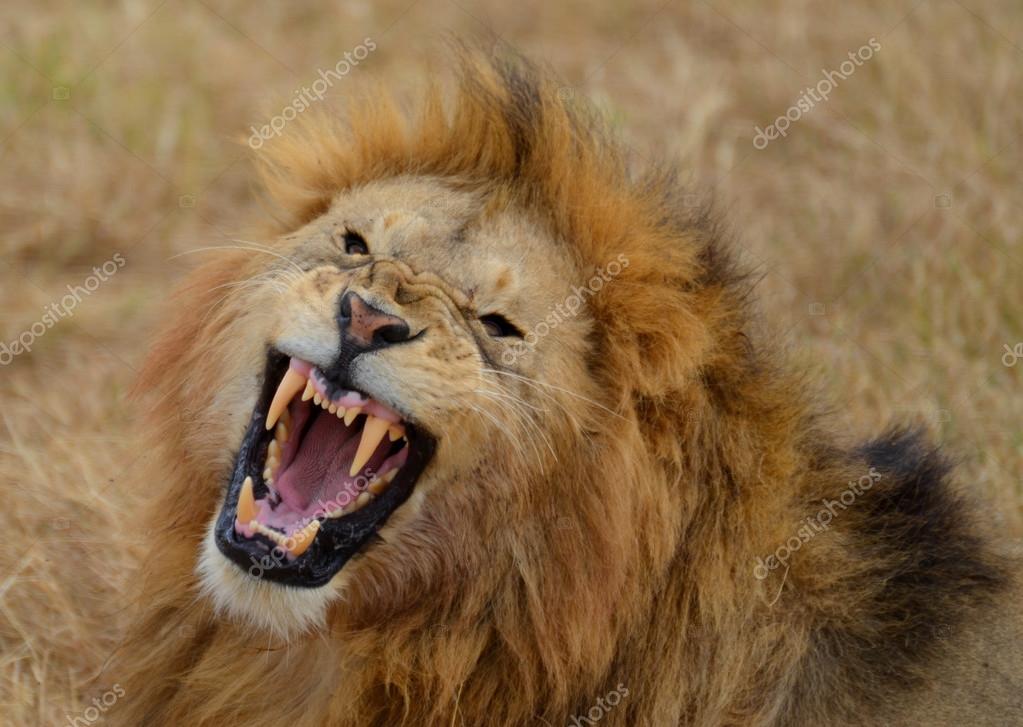 Ревущий лев 3 стоковое фото ©crazycolors 58825289