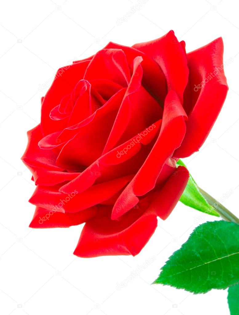 Deep red rose side view — Stock Photo © Meisterphotos #105569278