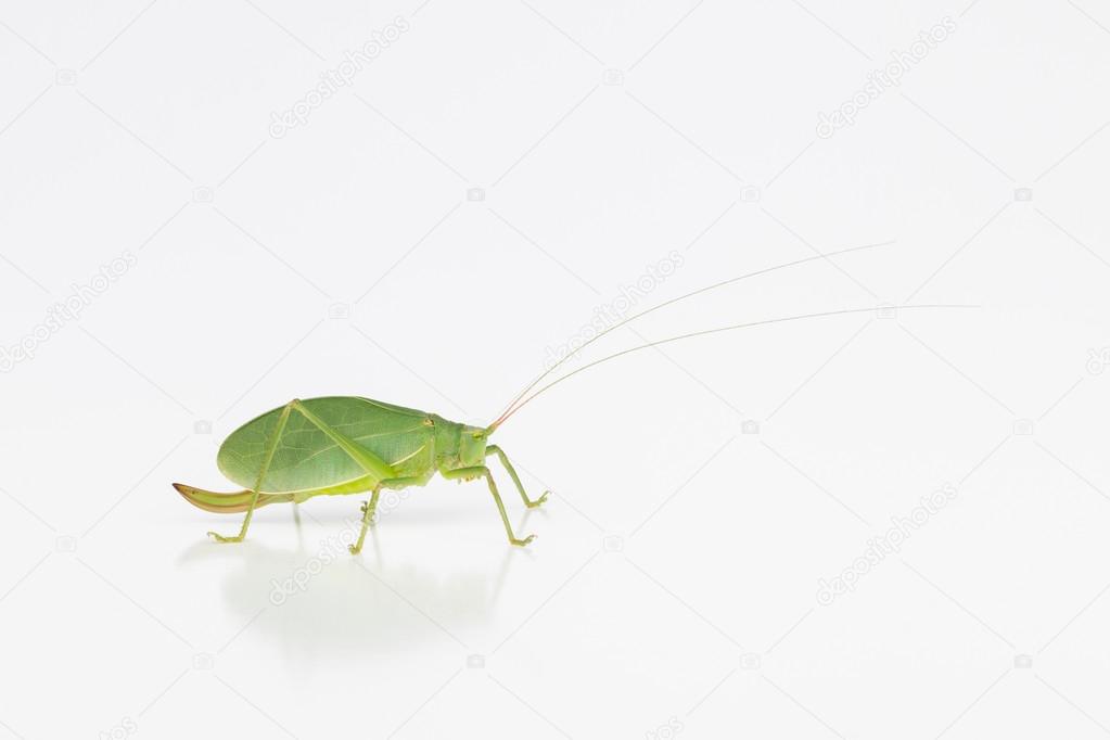 Female katydid with ovipositor — Stock Photo © Meisterphotos #86585700
