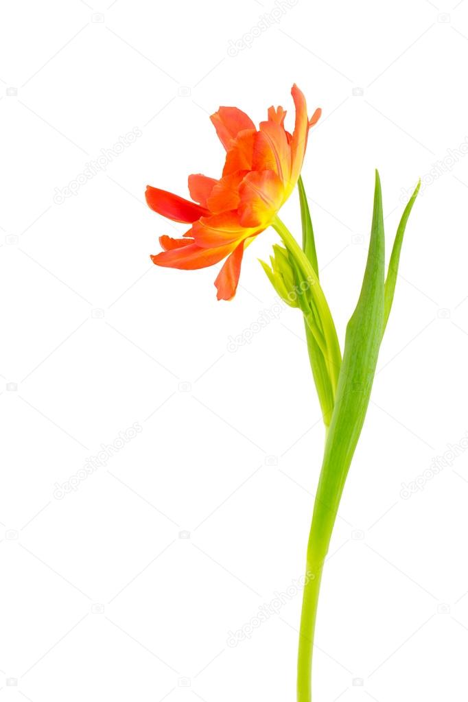 Side view of orange tulip on white — Stock Photo © Meisterphotos #87804484