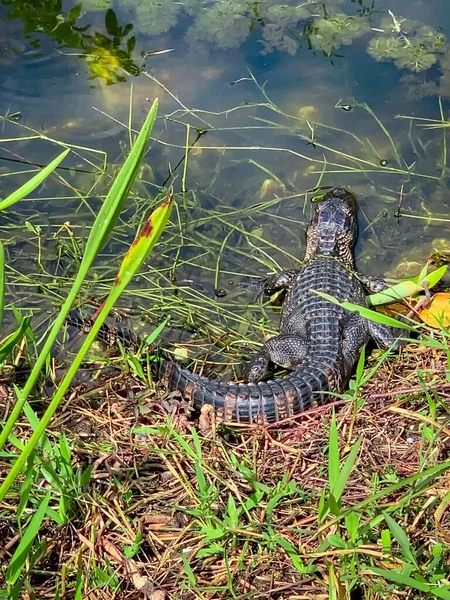 Alligators belly Stock Photos, Royalty Free Alligators belly Images ...
