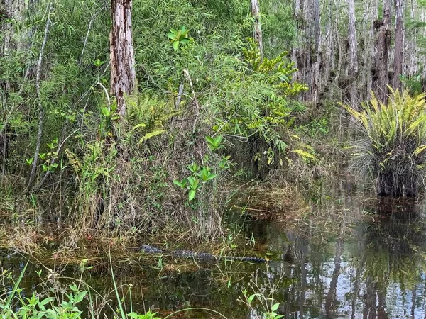 Florida swamp Stock Photos, Royalty Free Florida swamp Images ...