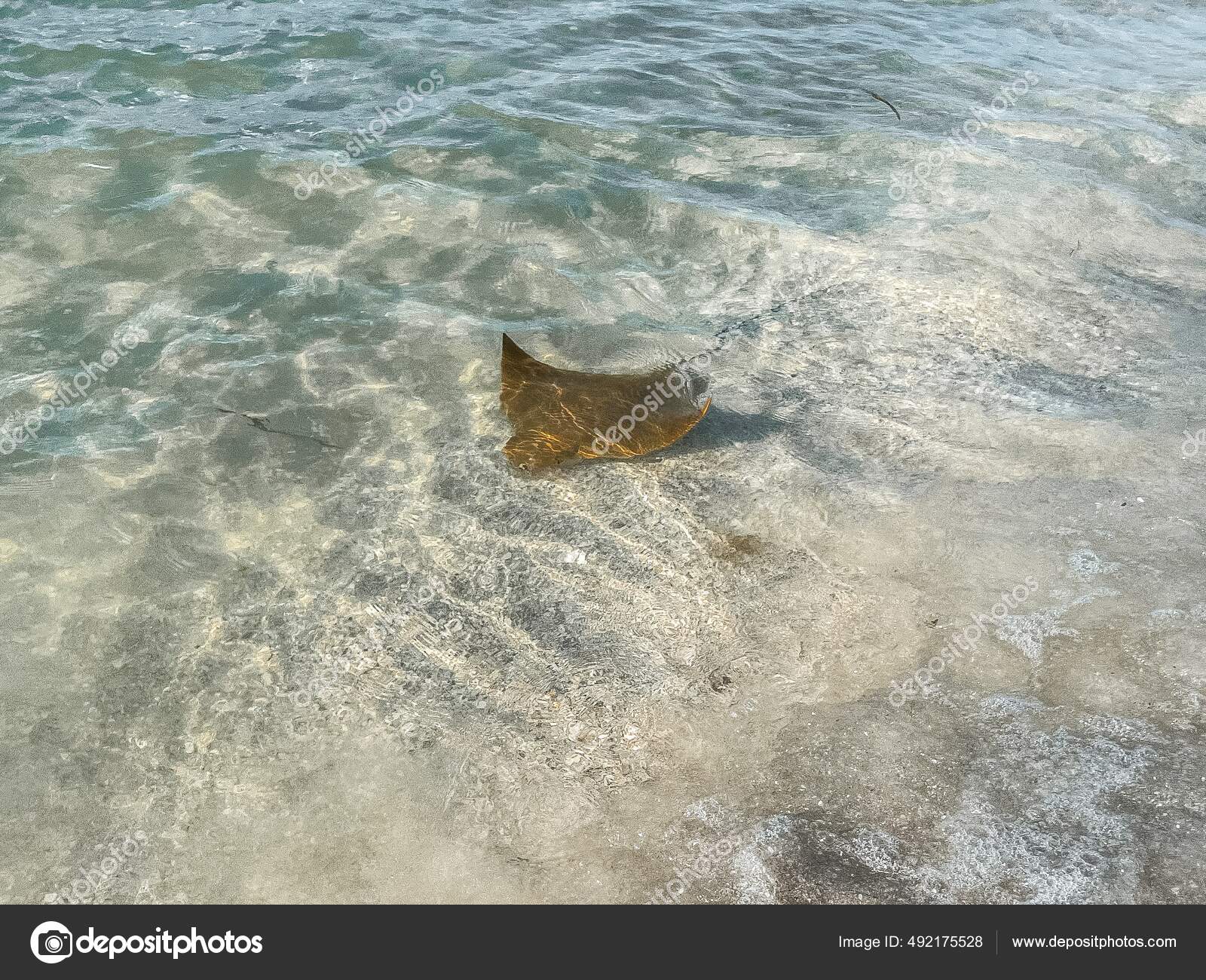 Fever Stingrays Cow Nose Rays Sanibel Island Florida — Stock Photo ...