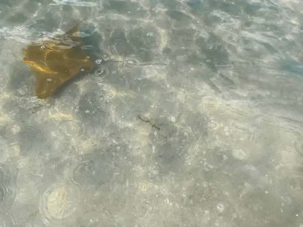 Fever Stingrays Cow Nose Rays Sanibel Island Florida Stock Photo by ...