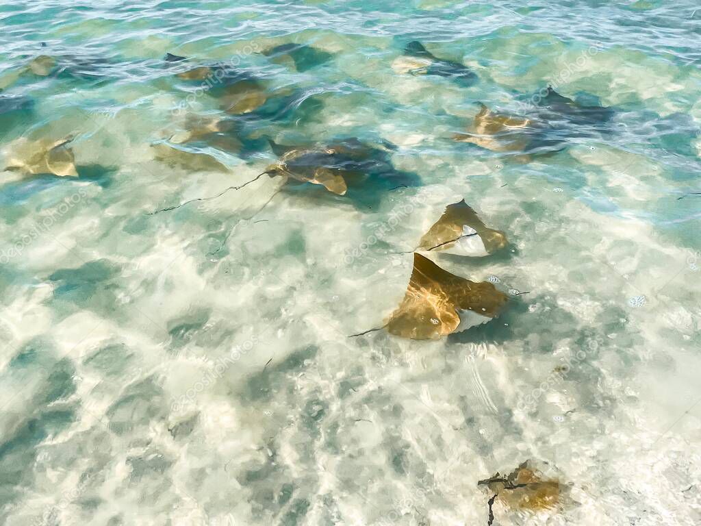 Fiebre de mantarrayas (rayas de la nariz de vaca) en Sanibel Island ...
