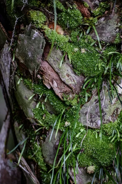Dead mossy tree Stock Photos, Royalty Free Dead mossy tree Images ...